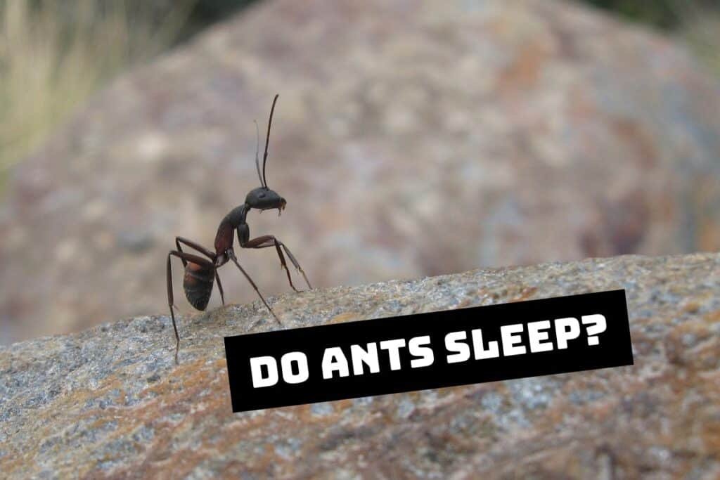 Do Ants Sleep? All Facts About Ants Napping | Pest Circle