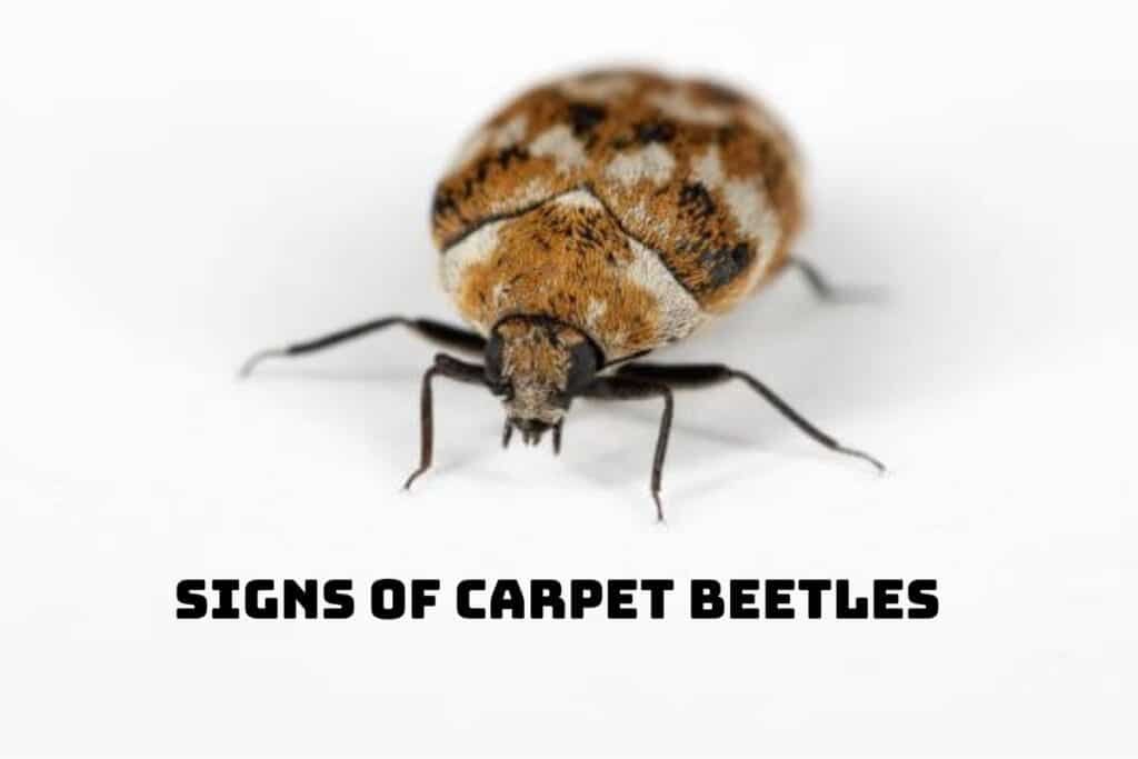 7 Early Signs of Carpet Beetles Infestation | Pest Circle