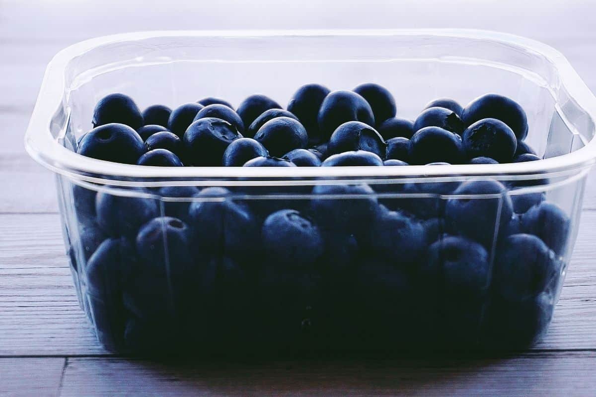 Can Ants Chew Through Plastics? Yes, They Can! | Pest Circle