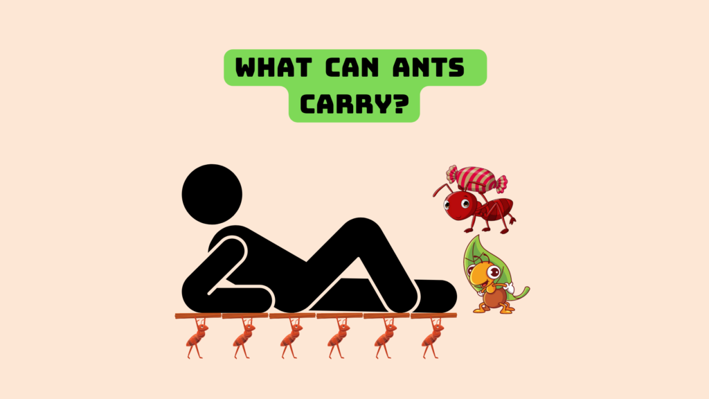 What Can Ants Carry? Exploring the Limits of Ant Strength | Pest Circle